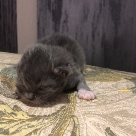 Скоттиш фолд