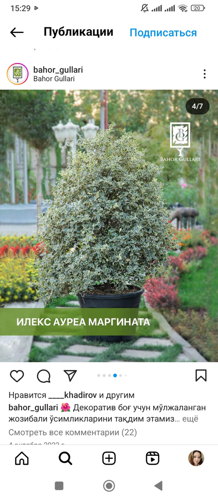 Оживите свой участок с итальянскими цветами и деревьями!
