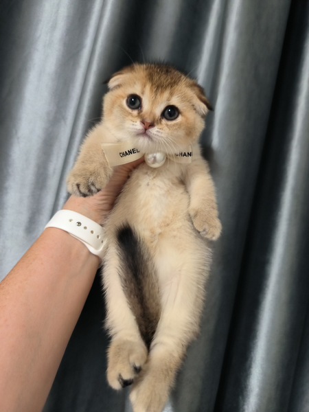 Котята от правильной вязки
