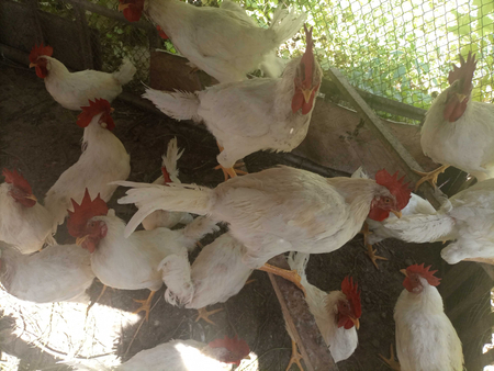 Damashniy xoroz sotiladi. 1donasi xaqiqiy muxtoj odamga exson qilinadi