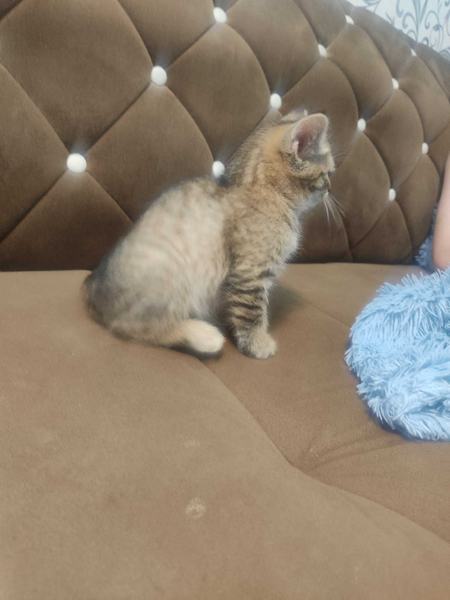 Продаются котята