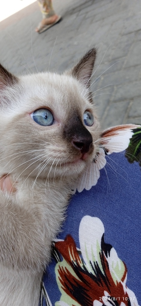 Продаётся котёнок сиамской породы.