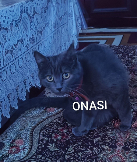 Mushuklar srochniga sotiladi