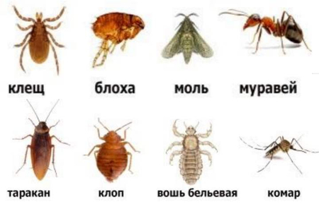 Dezinfeksiya  дезинфекция