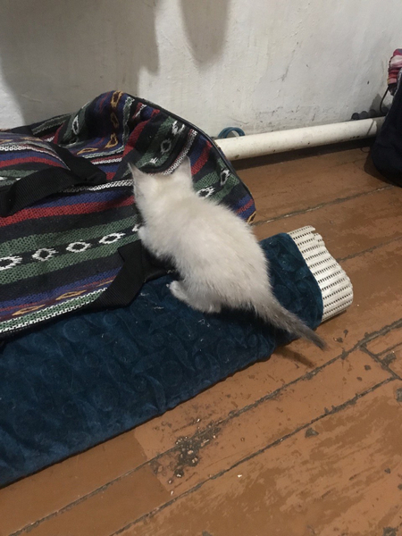 Сиамский котенок