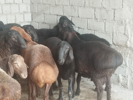 Quchqor kuy 40-45 kiloli aniqigini qosaob bn kurasila