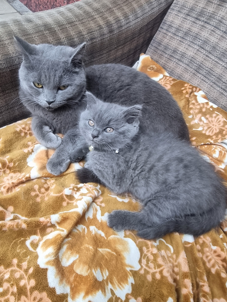 Скоттиш Страйт Сотилади