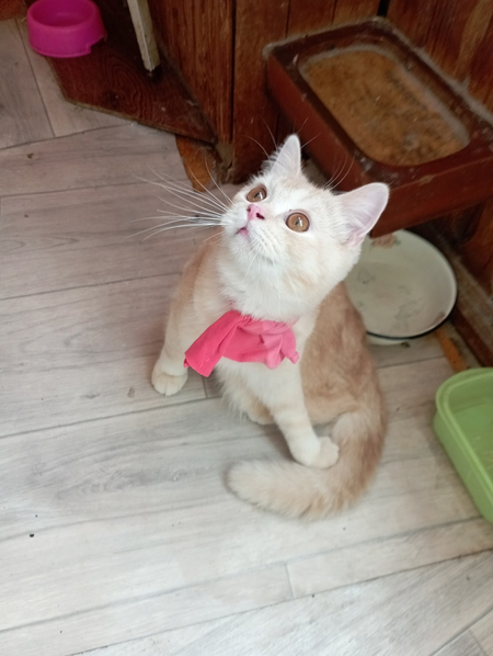 Шотландский котёнок 4 мес. мальчик