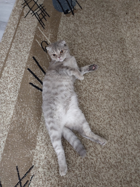 Кошка 10 месяцев