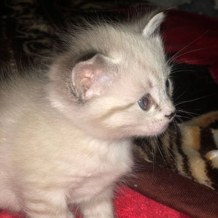 котята сиамские