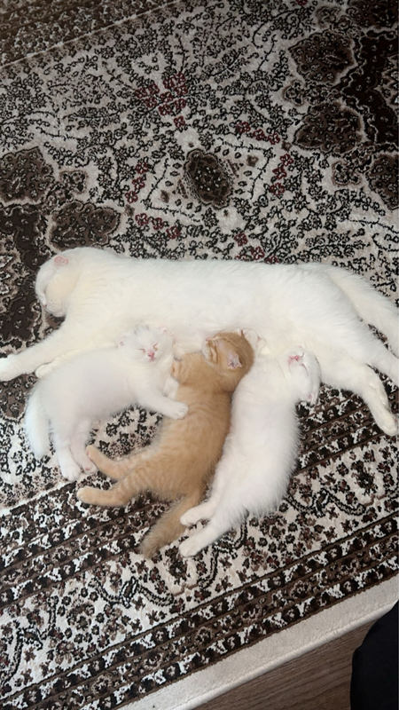 Продаются вислоухие котята