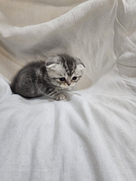 Скотиш фолд девочка