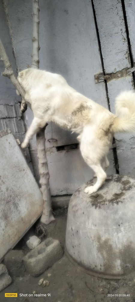 Алабай чисто кровь