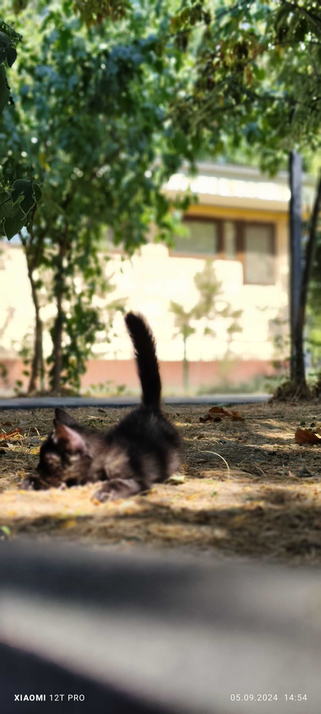 Котёнок, мальчик, 2,5 месяца