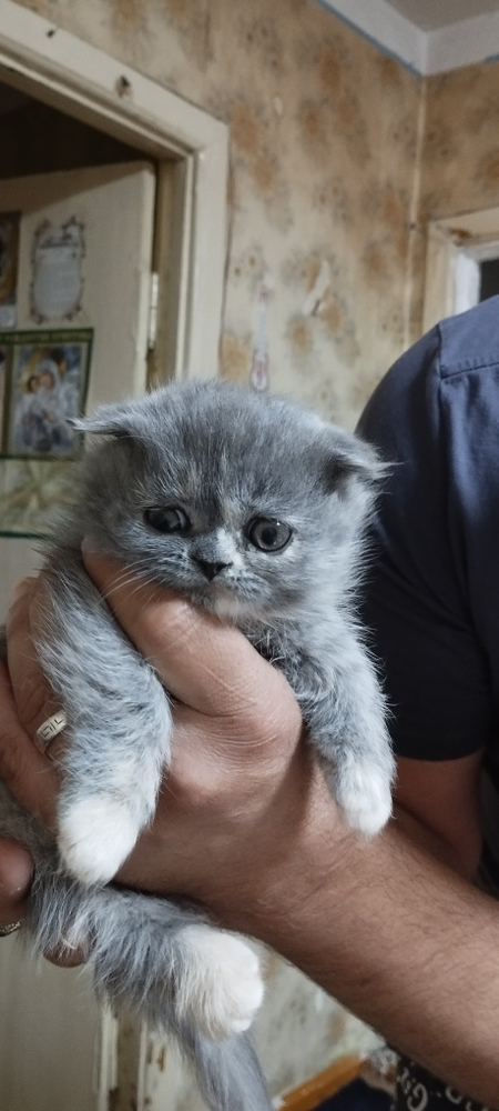 Продается котята