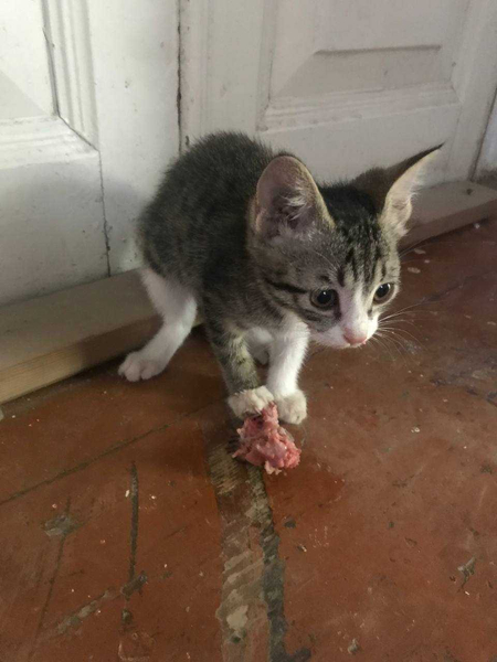 Отдам котят в хорошие руки