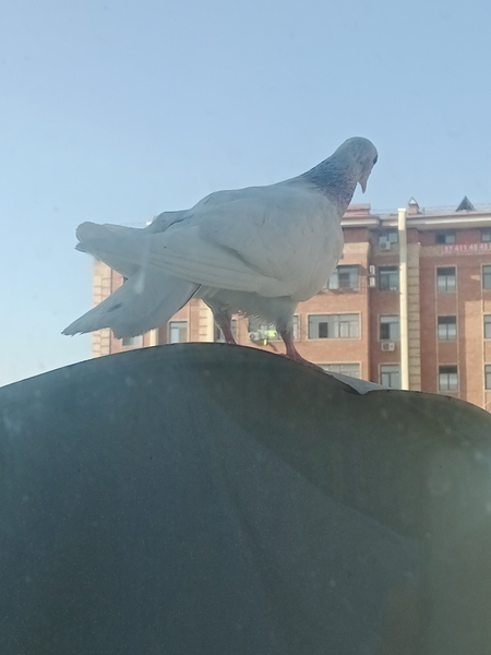 Продаются голуби с голубятней