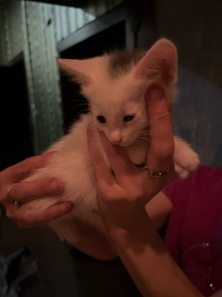 Бесплатно котята в хорошие руки