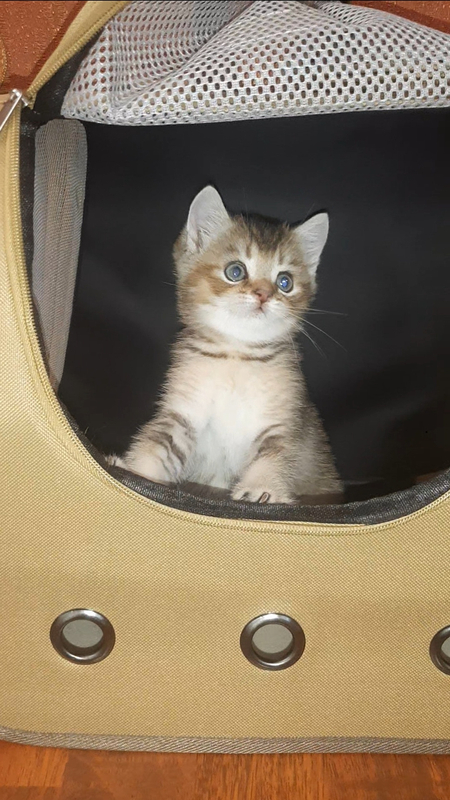 Скоттиш страйт котёнок