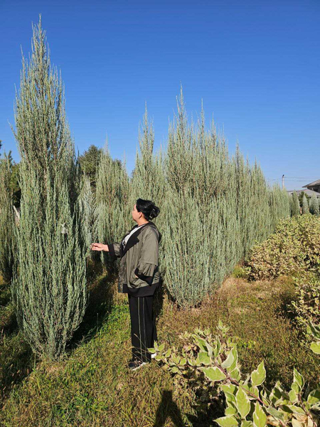 продаются Скайрокеты, Juniperus Skayroket