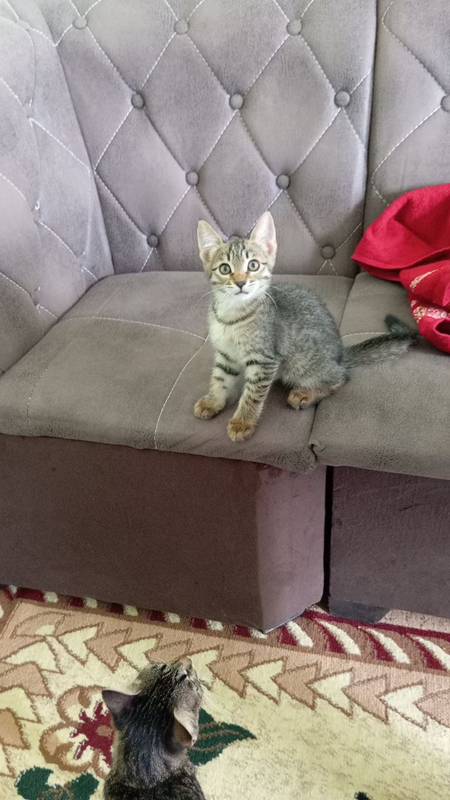 Отдам котят в ответственные и в добрые руки