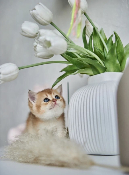 Продается золотые Шиншилы котята