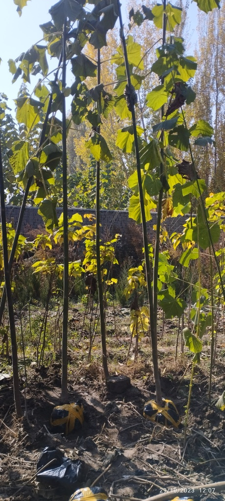 Pavloʻniya koʻchatlari sotiladi