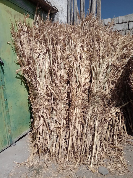 Барра Маккажухори пояси , Барра, холати яхши. Катта богли