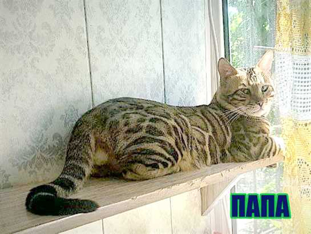 Бенгальский котёнок