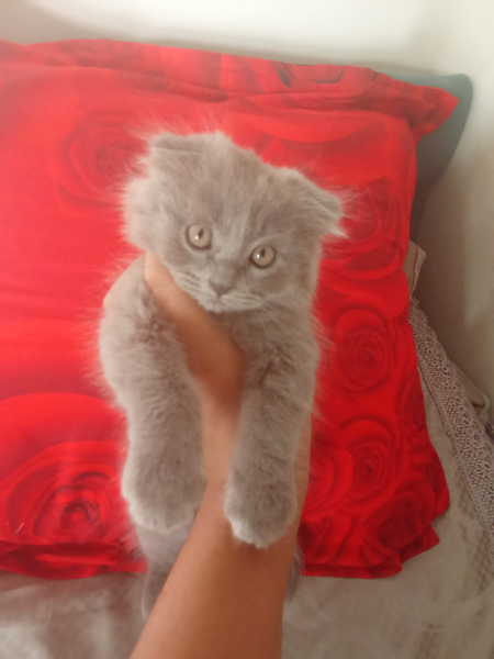 Кошка скотиш фолд
