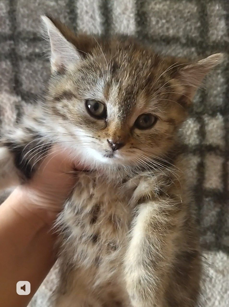 Продаются шотландские, британские котята