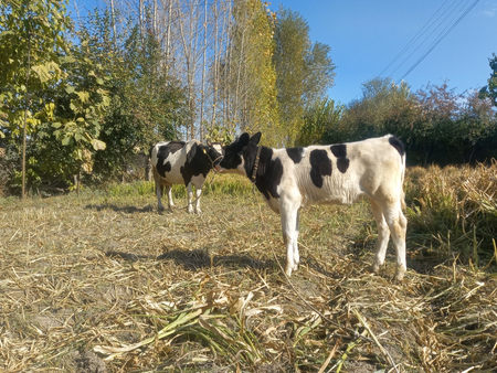 Ekki dona buzoq sotiladi