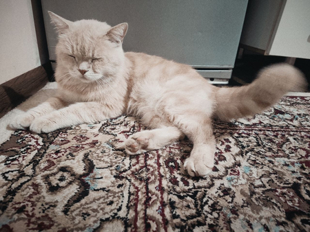 Britanskiy mushuk sotiladi