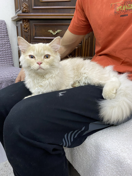 Скоттиш страйт мальчик
