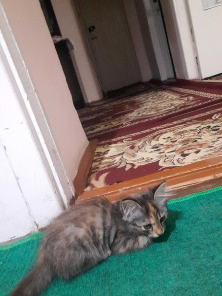 Отдам котёнка в хорошие руки