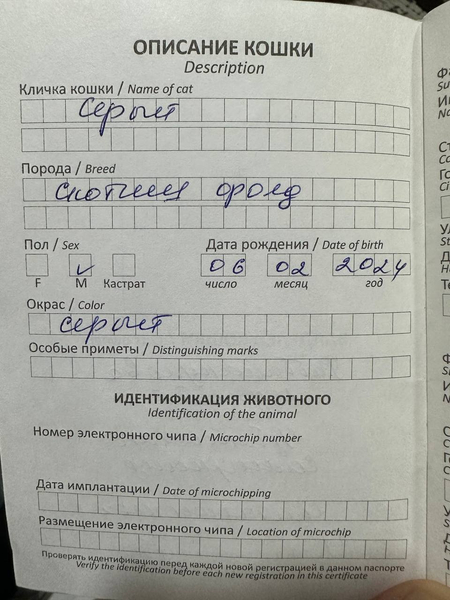 Скотиш фолд цена 150$