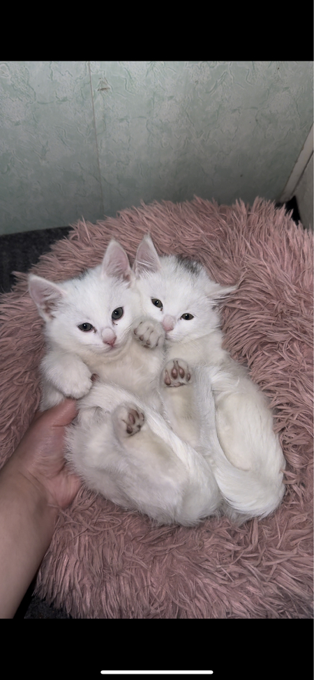 Чистокровные котятки турецкая ангора