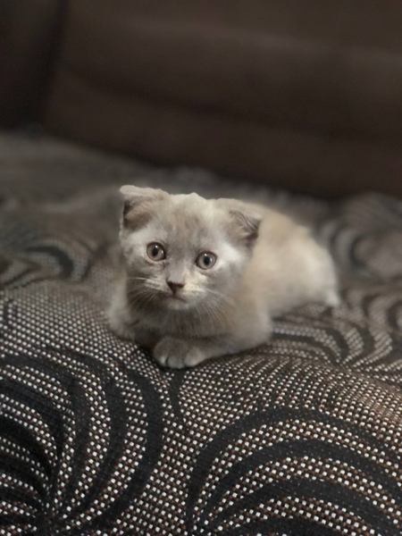 Котята Скоттиш фолды