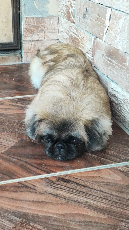 Pekines parodistiy kuchukcha