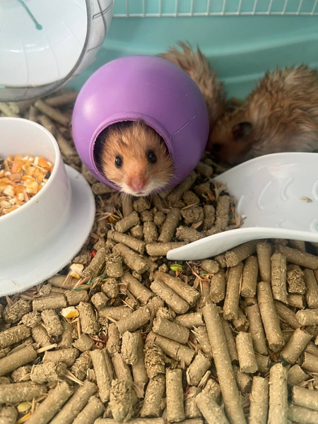 Сирийские хомяк детёныш
