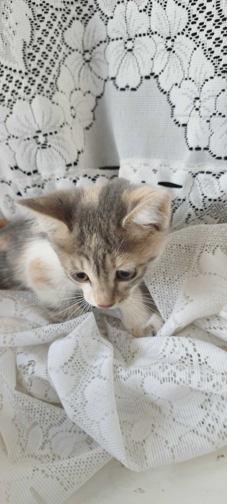 Отдам в хорошие руки Котят