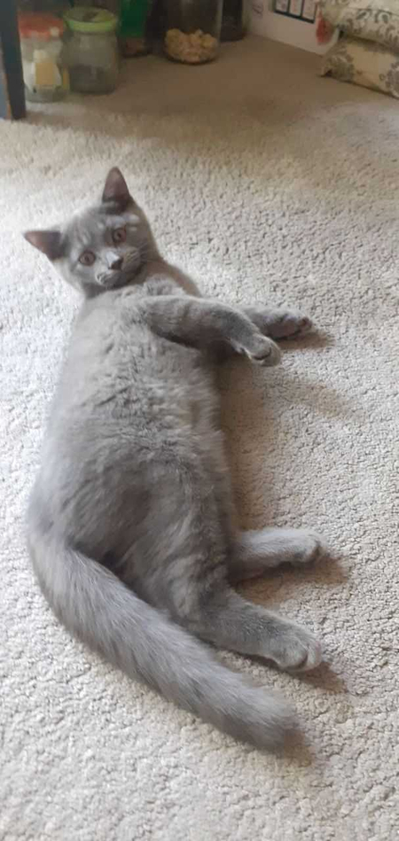 Купите нашего любимого котенка и Ваши дни блеснут ещё ярче!
