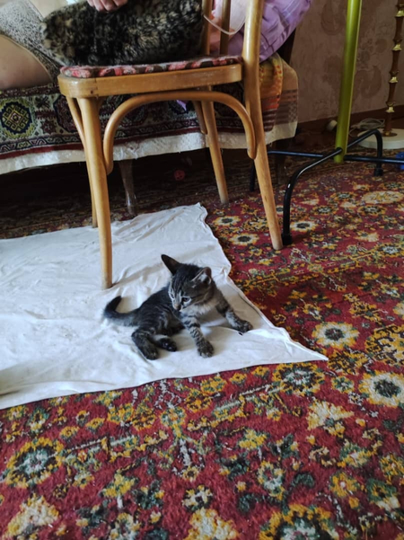 Котята в добрые руки