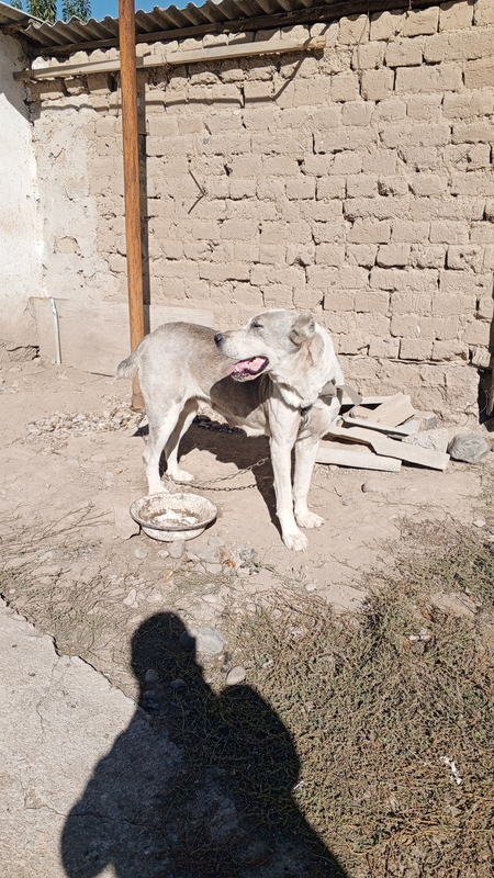Алабаи  котта ит