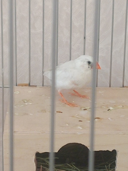 Qushlar Chiroyli yosh