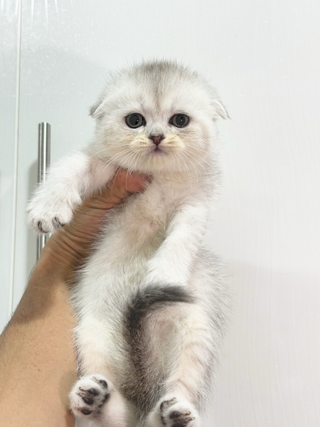 Котенок Фолд