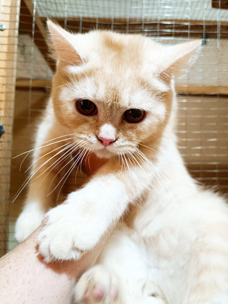 Шотландский котёнок 4 мес. мальчик