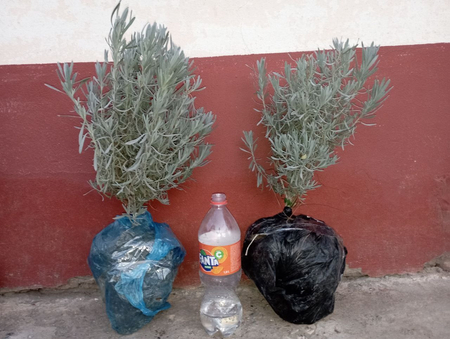 Tuvakda Lavanta kochatlarimiz sotuvda (optom narx)