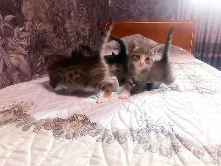 Отдаём котят в добрые руки. 5 мальчикок. г.Джизак Микрорайон 3/1