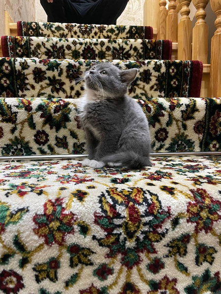 Британский кошка